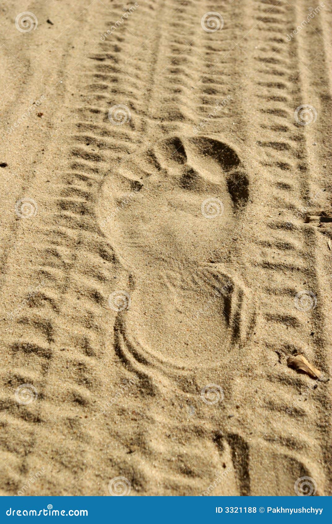 Track of foot stock photo. Image of shore, prints, relaxation - 3321188