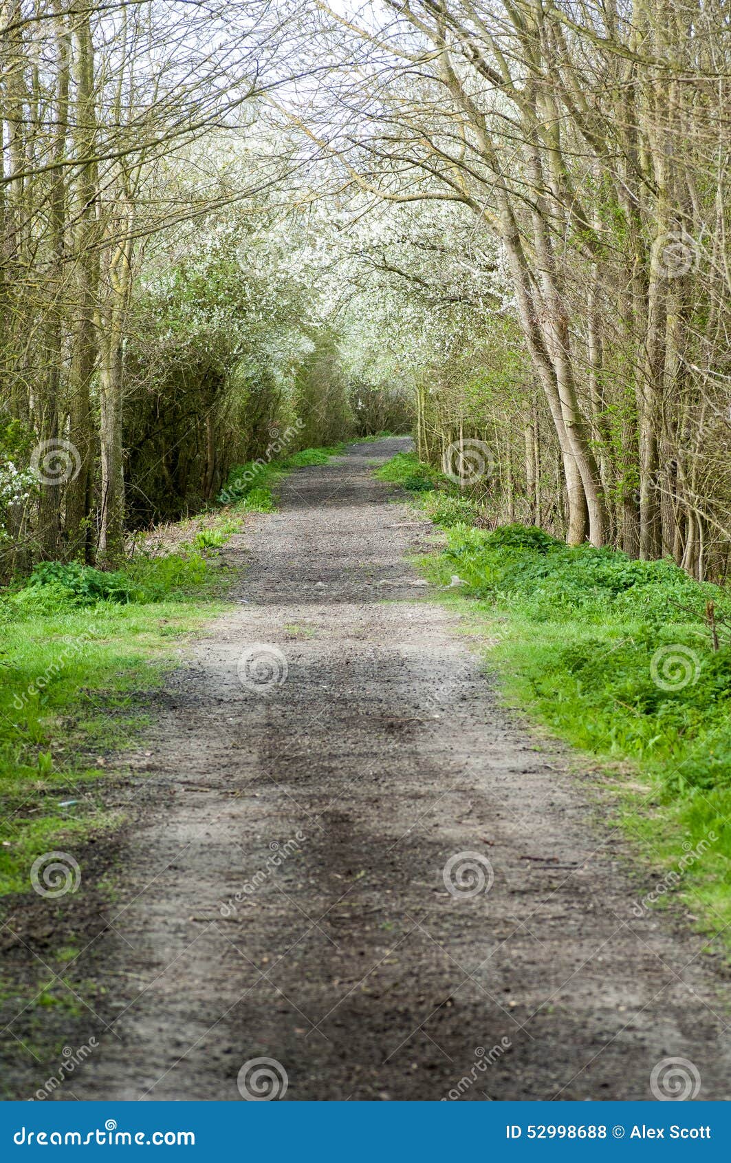 Track or Footpath in Spring Stock Photo - Image of path, blossom: 52998688