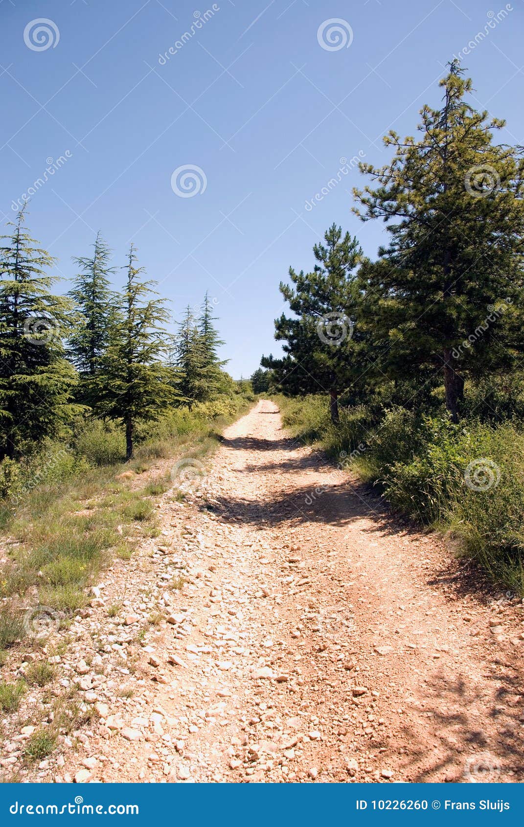 Track through forest stock photo. Image of forestry, straight - 10226260