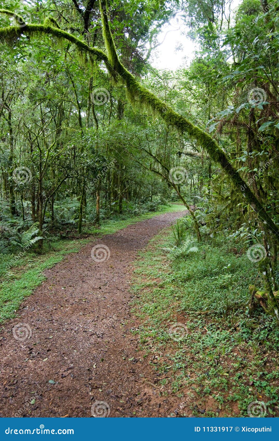 Track in the Forest stock image. Image of landscape, land - 11331917
