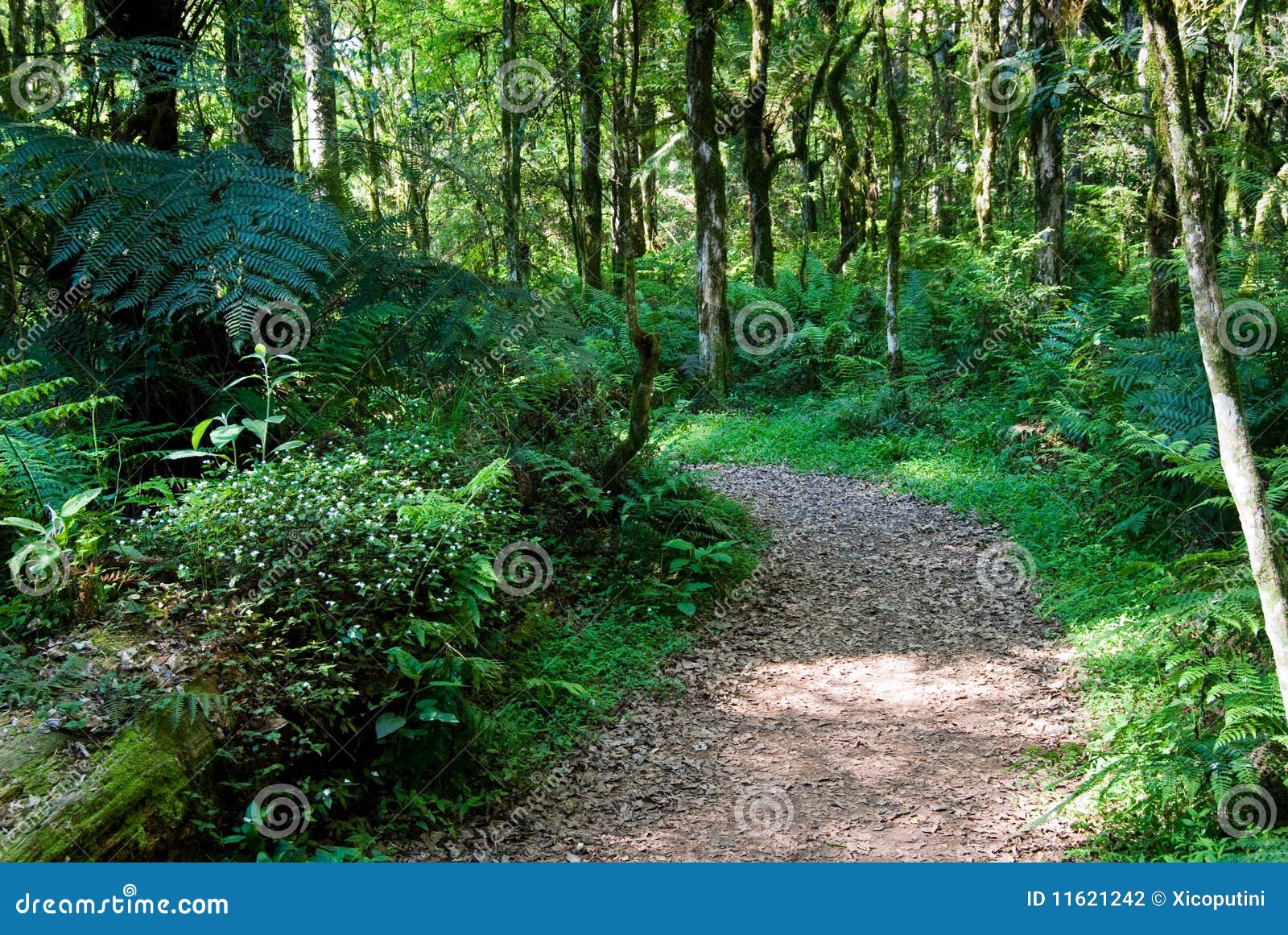Track in the Forest stock photo. Image of outside, idyllic - 11621242