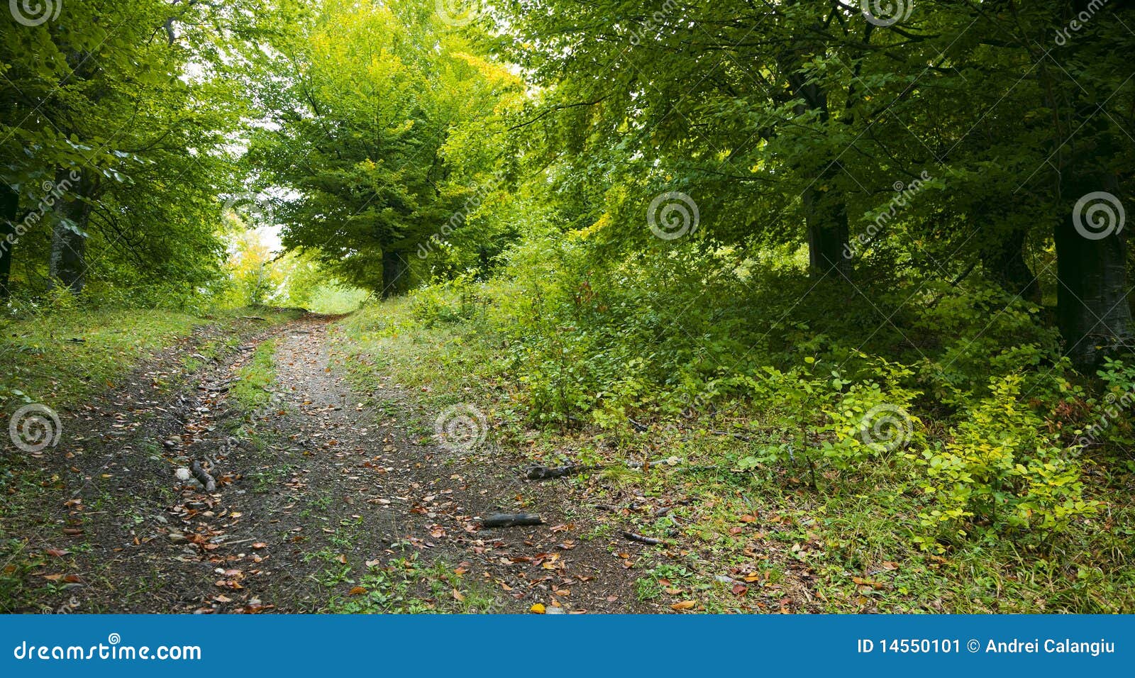 Track Through Forest Royalty-Free Stock Photography | CartoonDealer.com ...