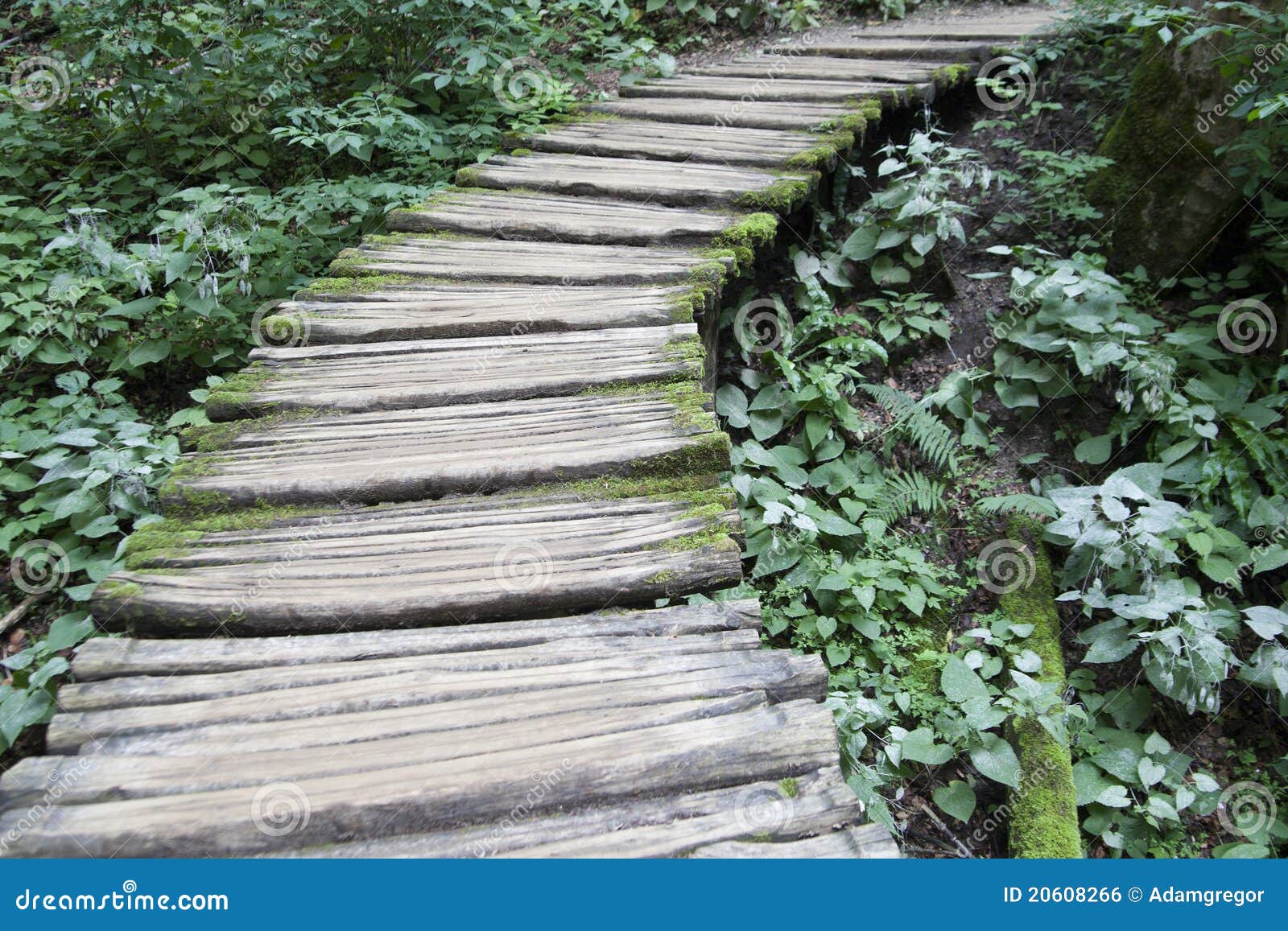 Track in the forest stock photo. Image of thinking, timber - 20608266