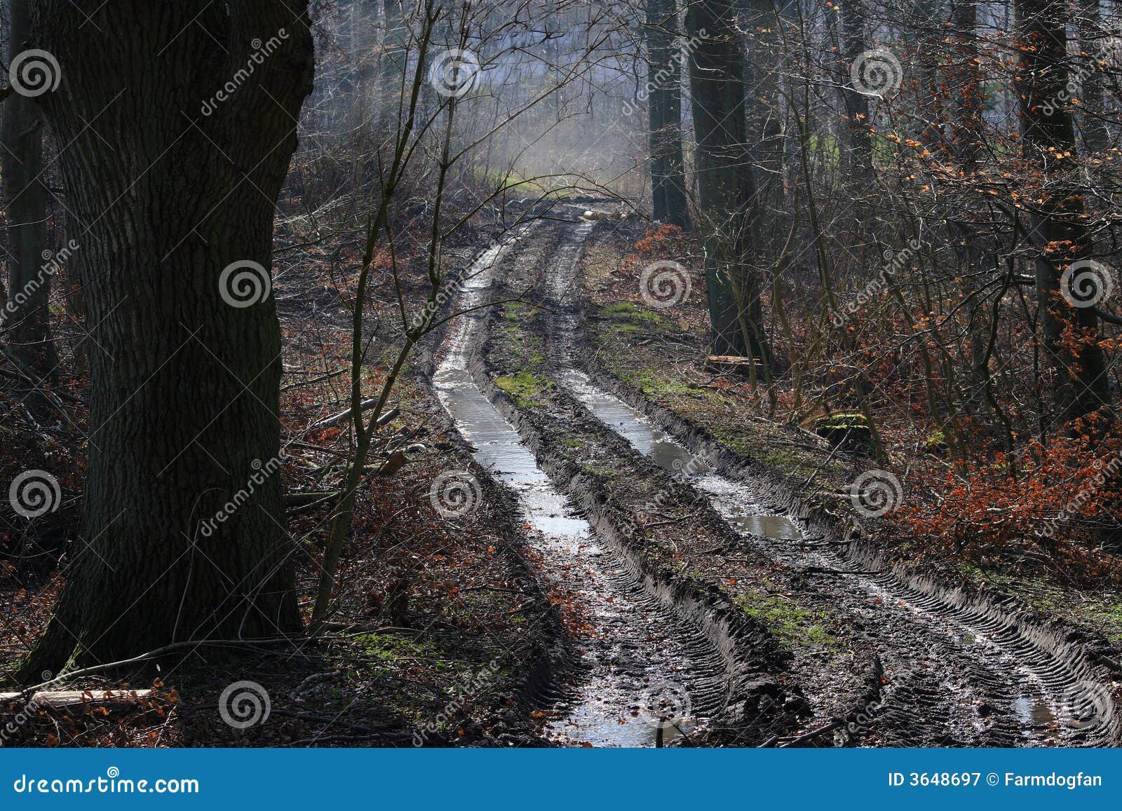Track through the forest stock image. Image of trees, water - 3648697