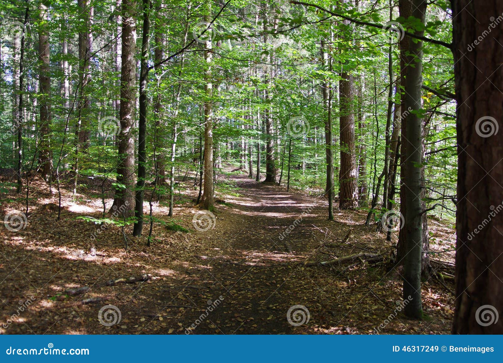 Track through a forest stock image. Image of outdoor - 46317249