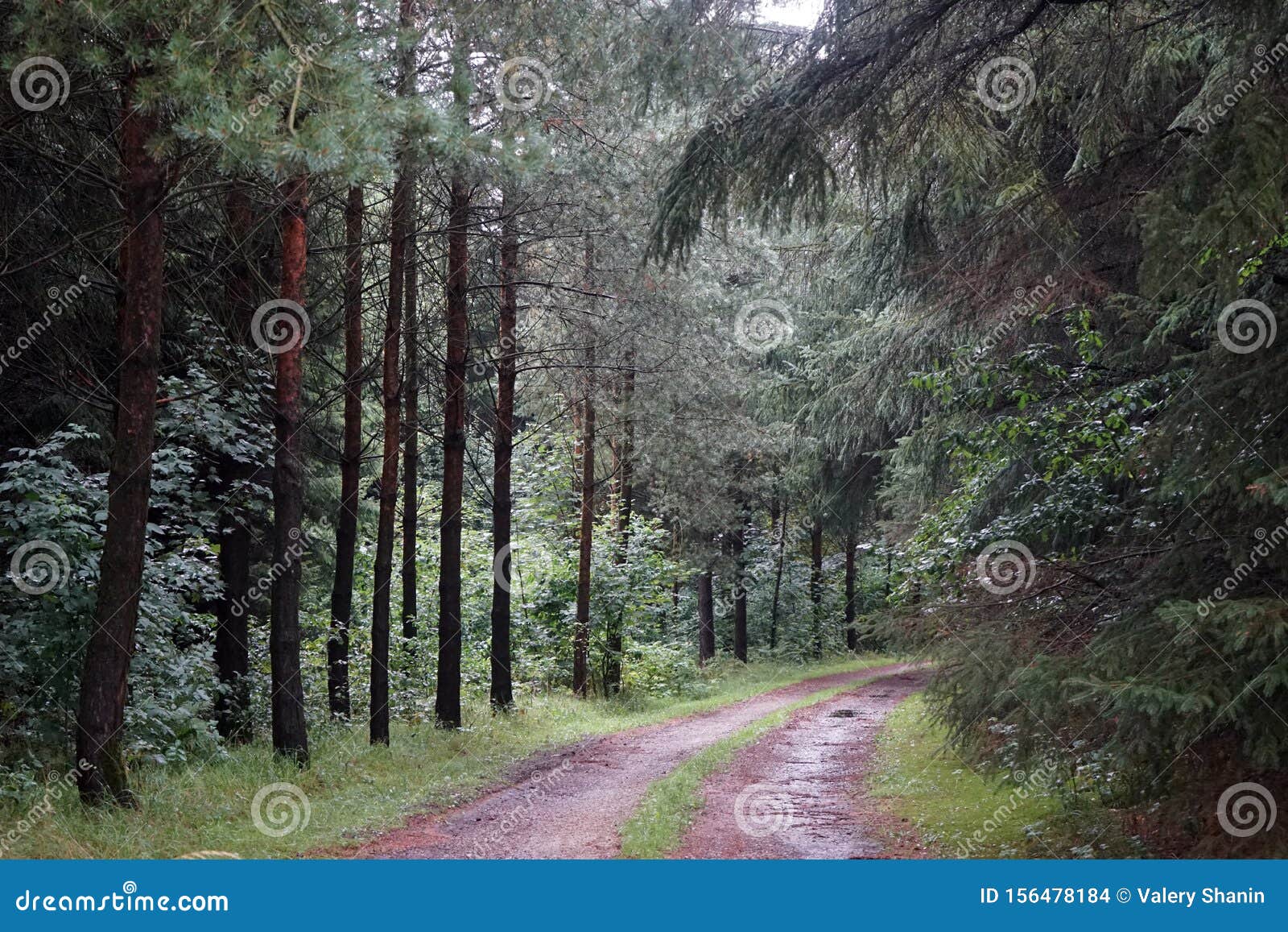 Track in forest stock photo. Image of grass, track, tree - 156478184