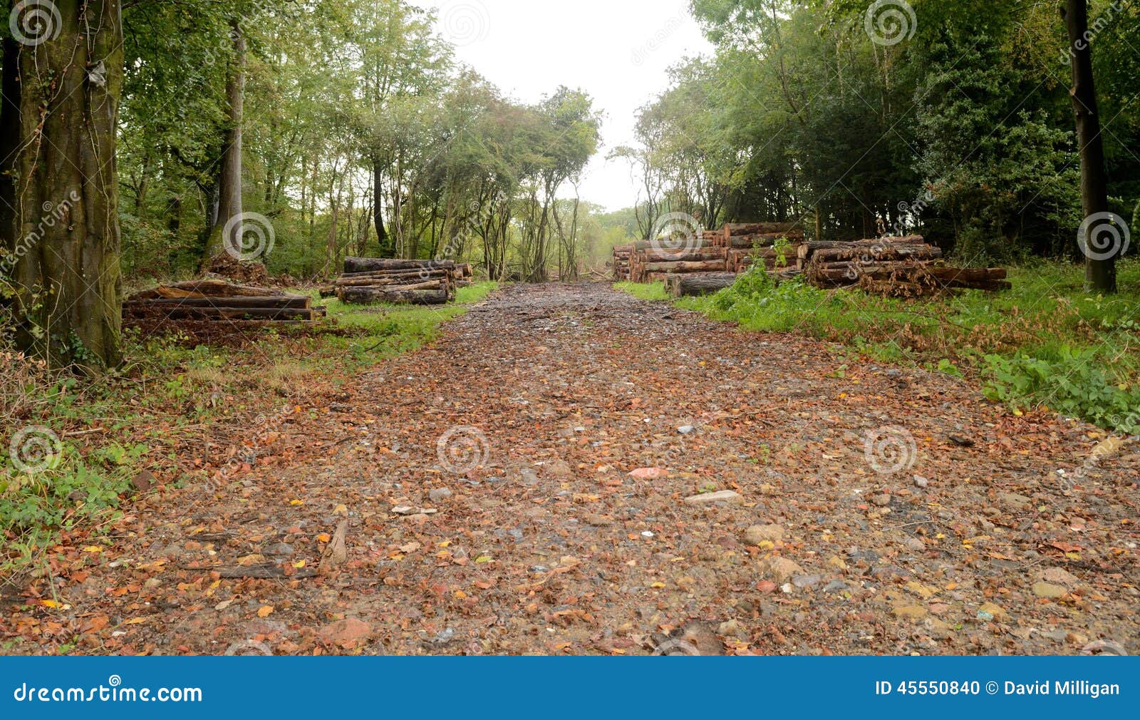 Track through forest stock photo. Image of forest, idyll - 45550840