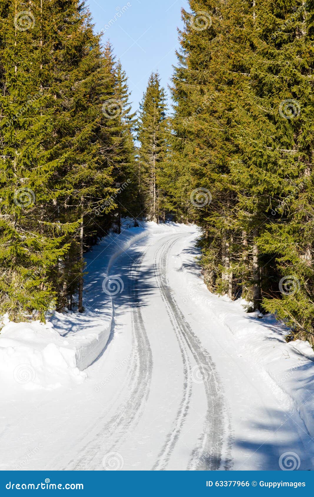Track through the forest stock photo. Image of mountain - 63377966