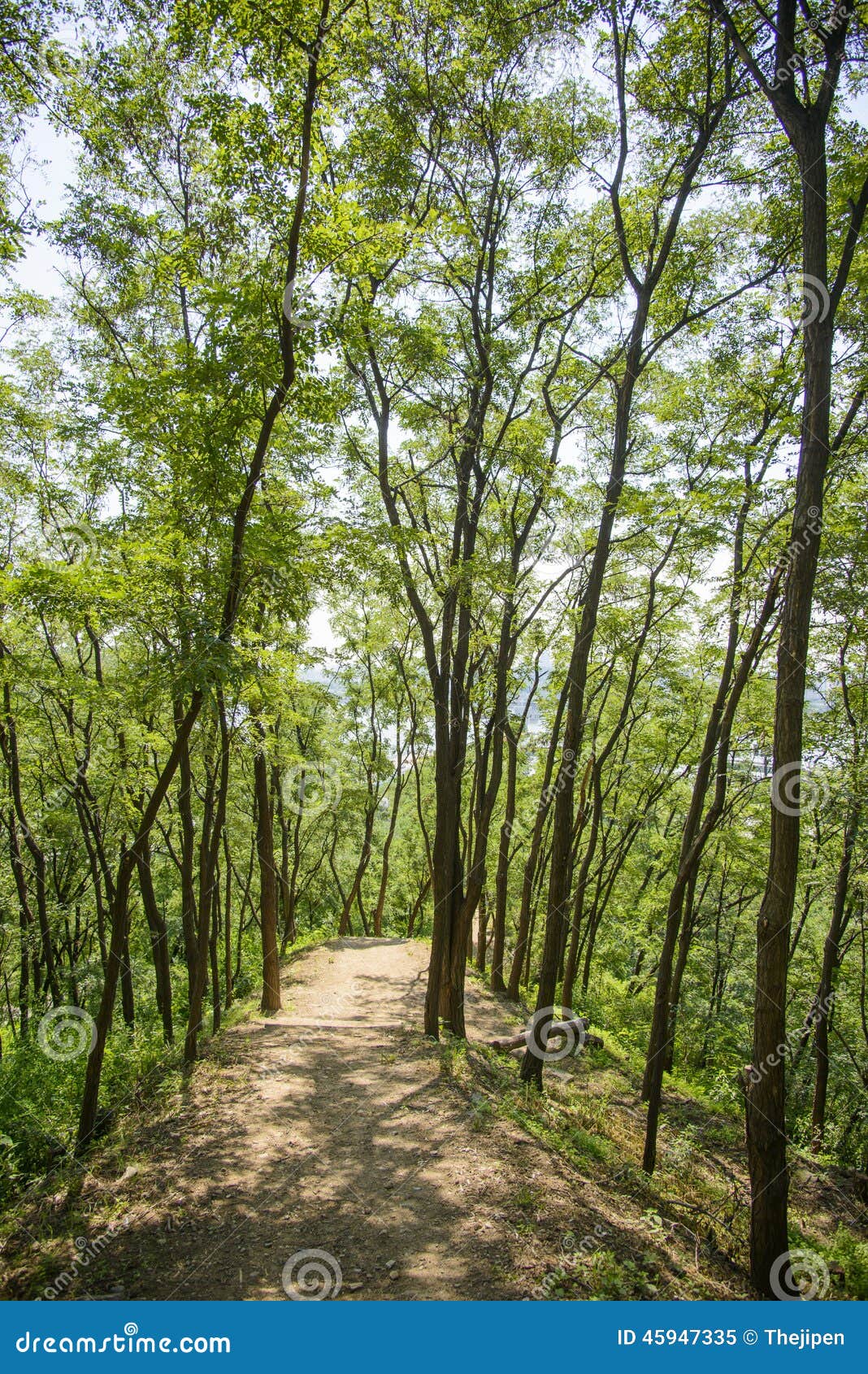 Track in forest stock image. Image of environment, nature - 45947335