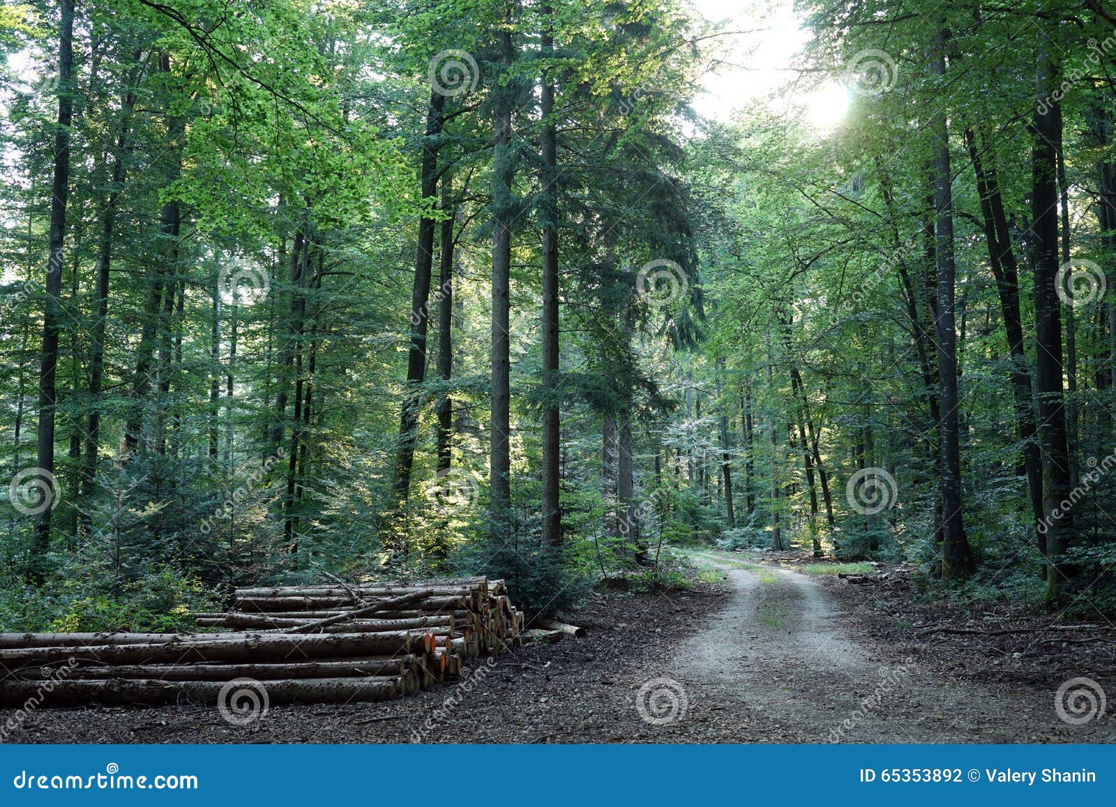 Track in the forest stock photo. Image of beauty, summer - 65353892