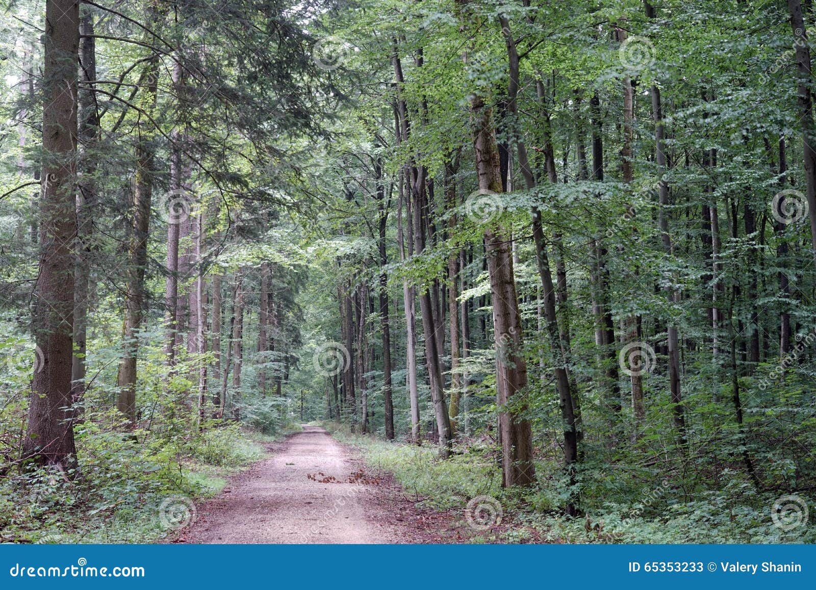 Track Through Forest Royalty-Free Stock Photography | CartoonDealer.com ...