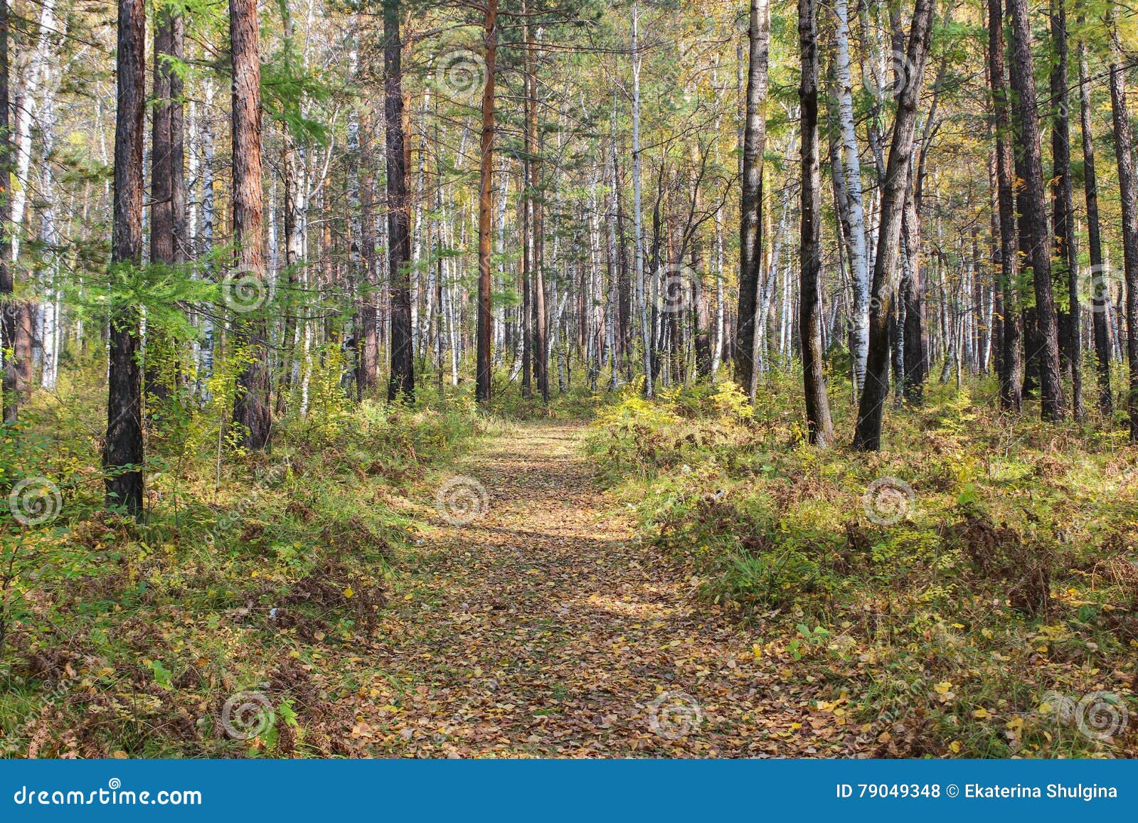 Track in the forest stock photo. Image of tree, forestn - 79049348