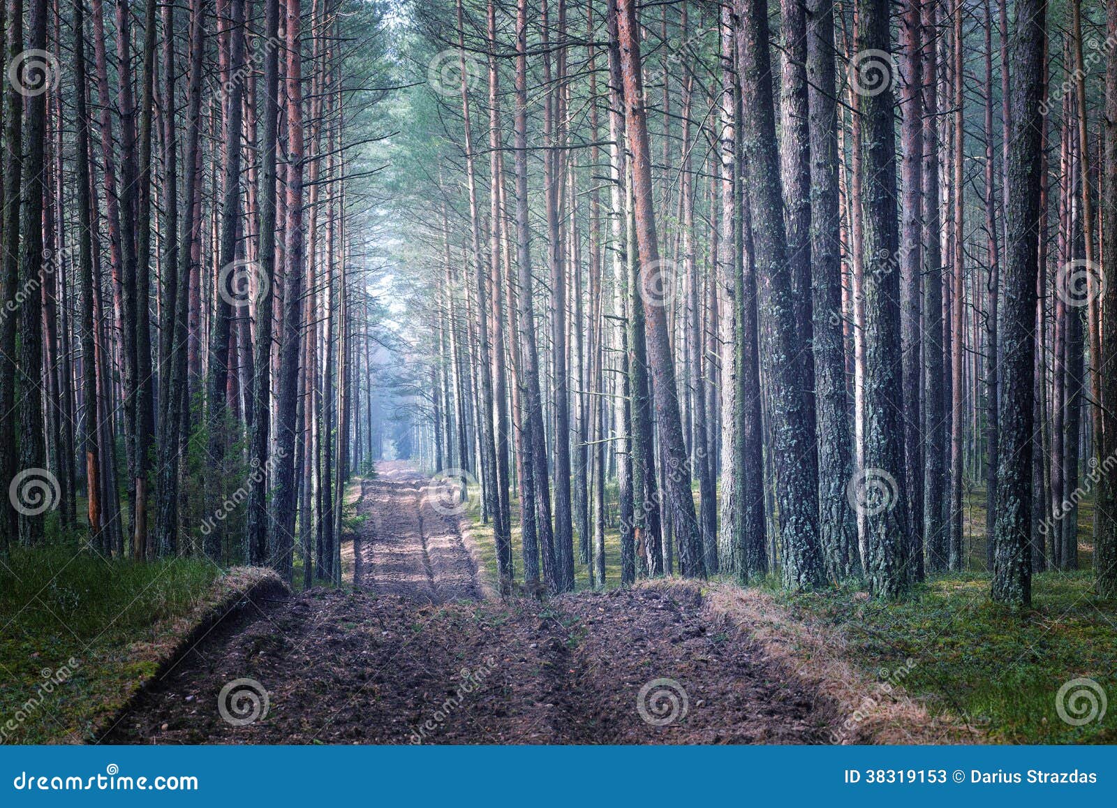 Track through the forrest stock image. Image of forest - 38319153