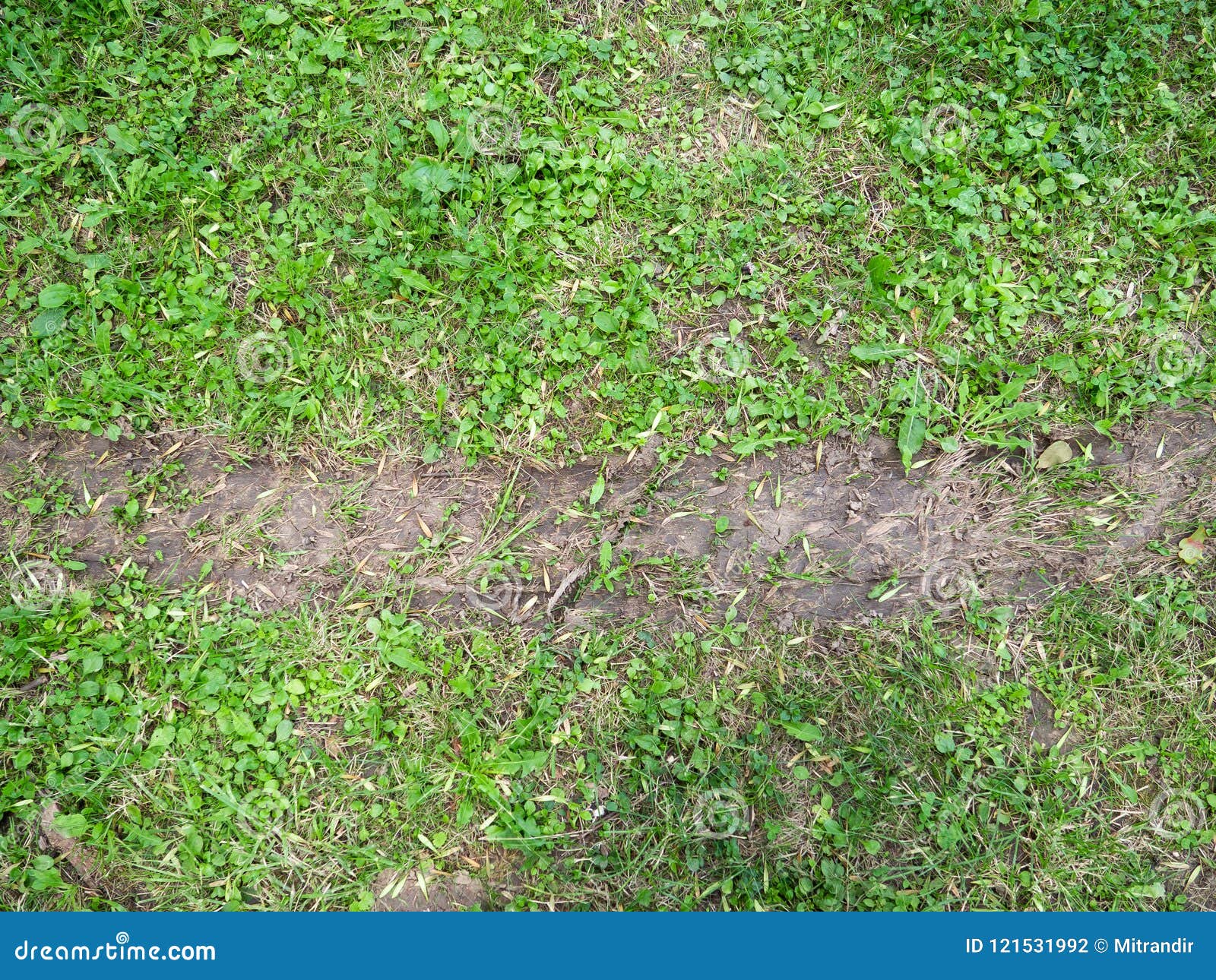 Track in the Fresh Grass Field Stock Photo - Image of field, track ...