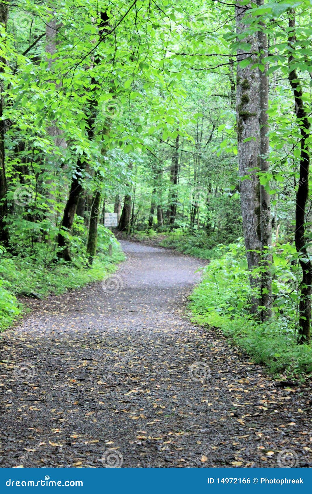 Track through green forest stock photo. Image of nature - 14972166