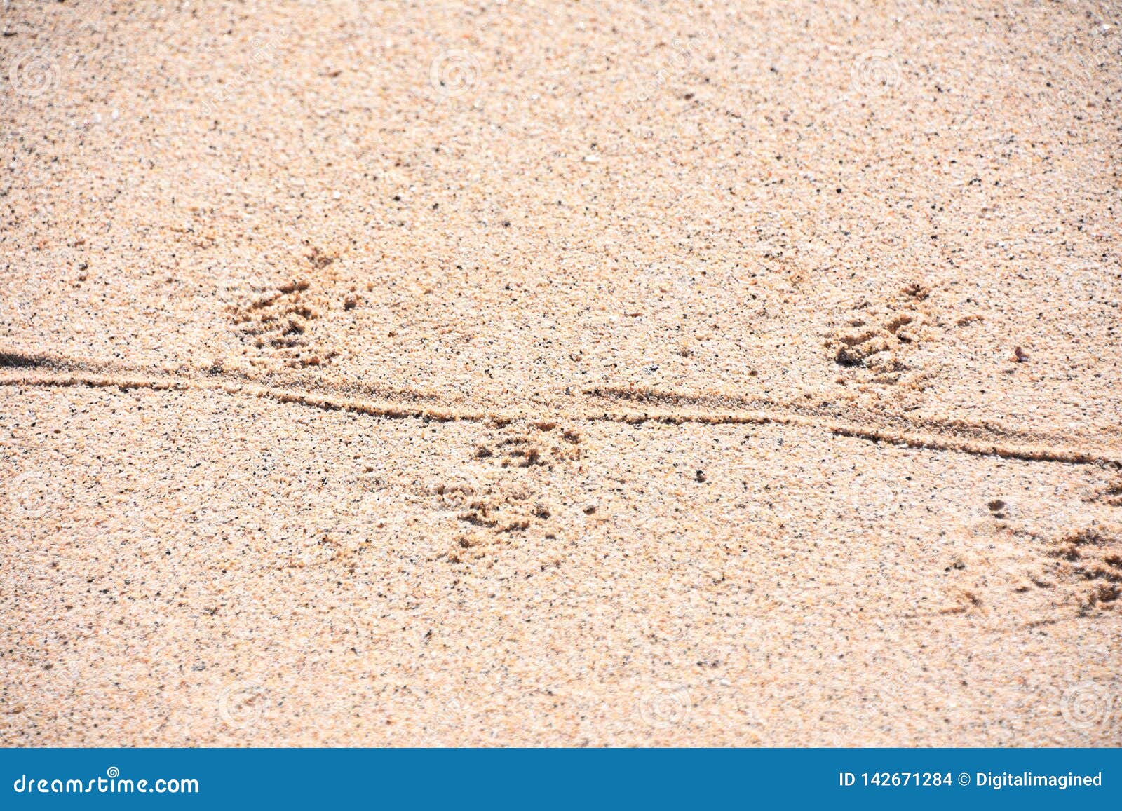 Iguana Track in Sand on a Beach Stock Photo - Image of lizard, wild ...