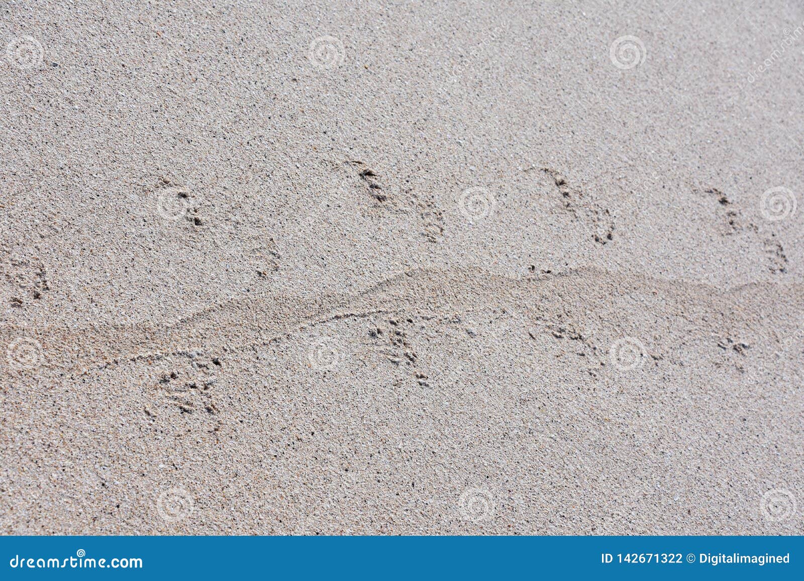Iguana Track in Sand on a Beach Stock Photo - Image of trace, pattern ...