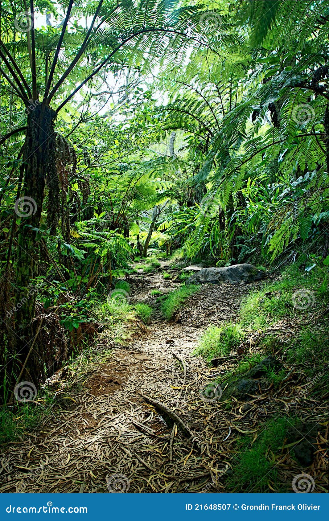 Track through jungle stock image. Image of overgrown - 21648507