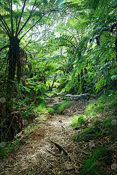 Track through jungle stock image. Image of overgrown - 21648507