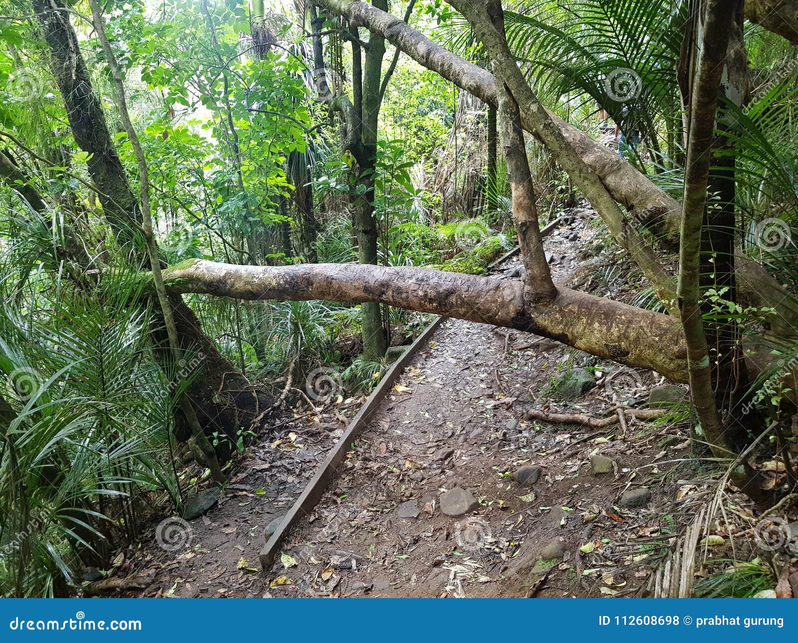 Track in jungle stock photo. Image of range, natural - 112608698