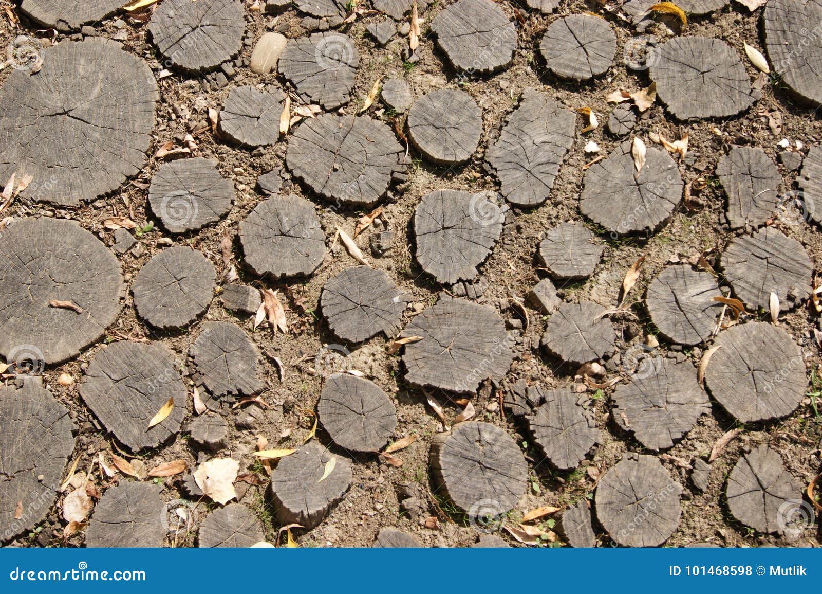 The Track is Lined with Many Stumps Stock Photo - Image of detail ...
