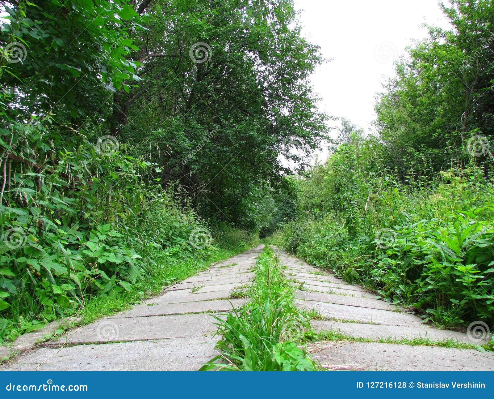 Track is Overgrown with Grass Stock Photo - Image of green, concept ...