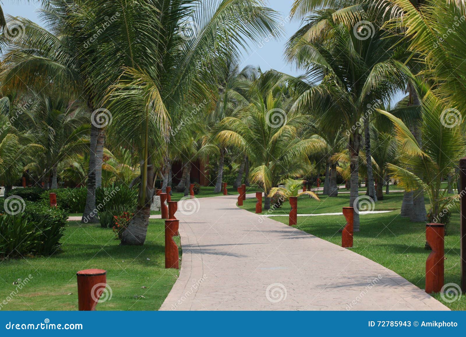 The Track through the Palm Trees Stock Image - Image of country, exotic ...