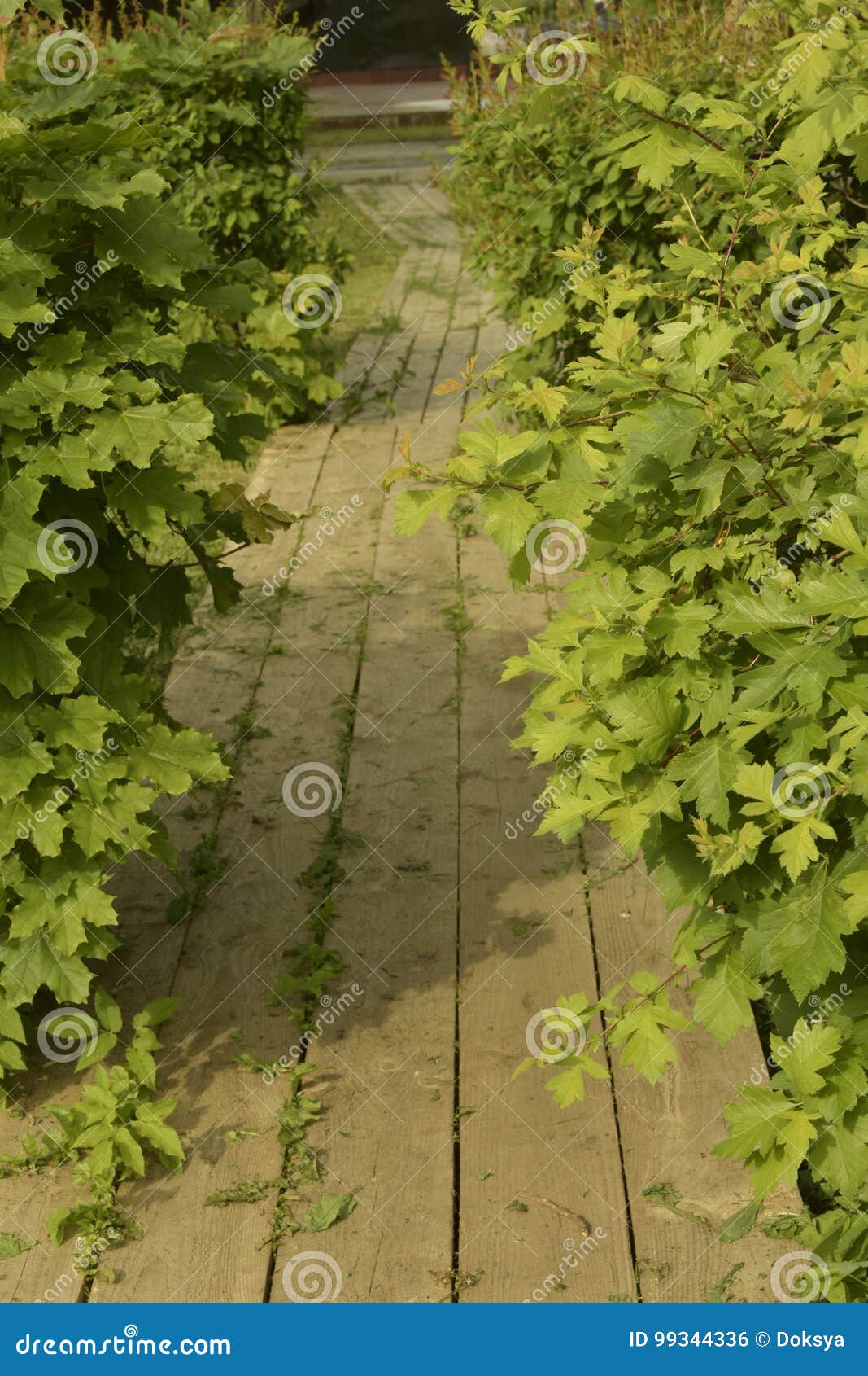 Track paved with boards stock photo. Image of meadow - 99344336