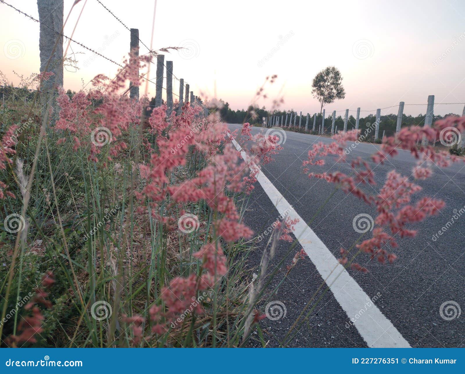 Track and plants stock image. Image of plants, nature - 227276351