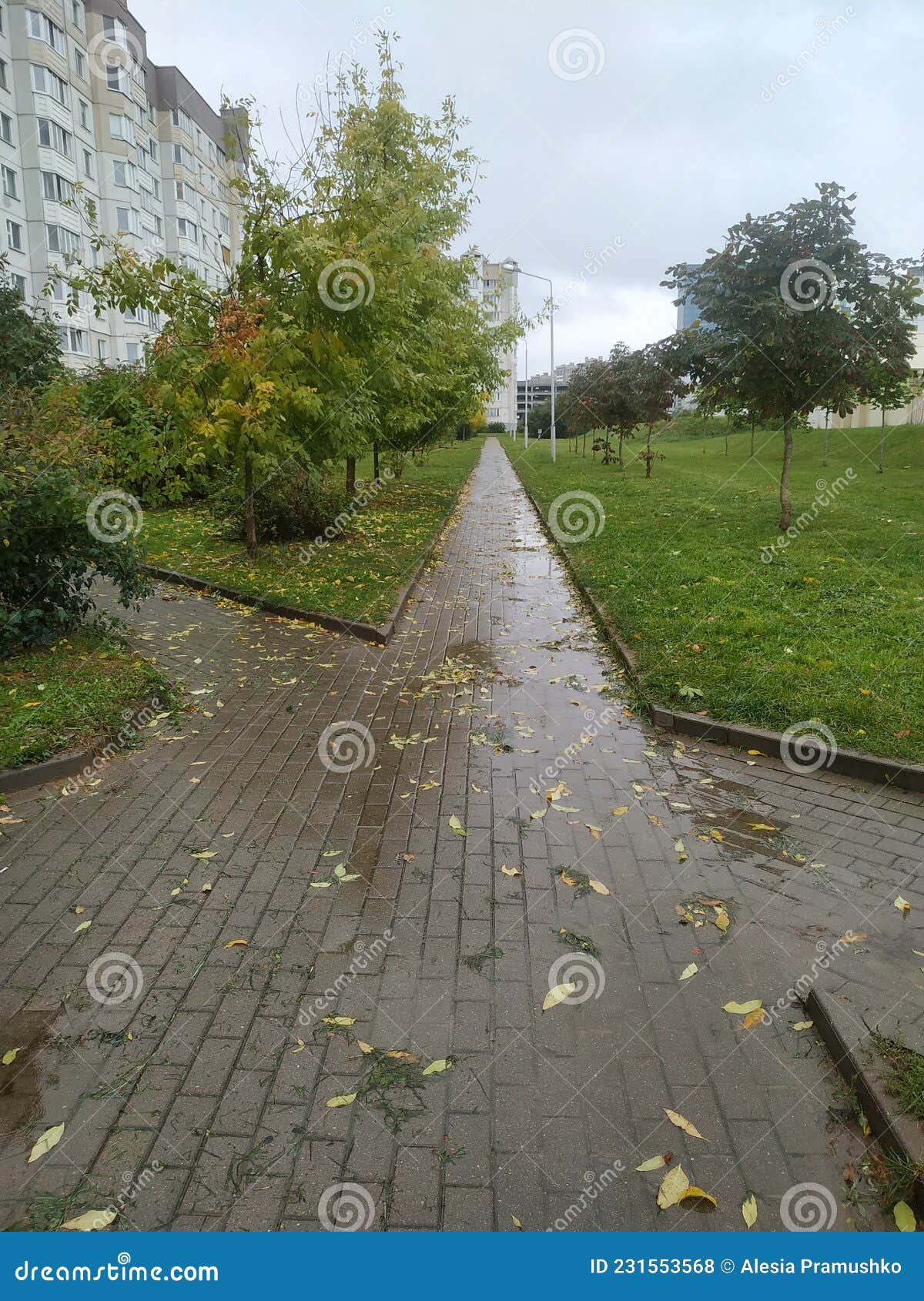 Track after the rain stock photo. Image of trees, leaves - 231553568