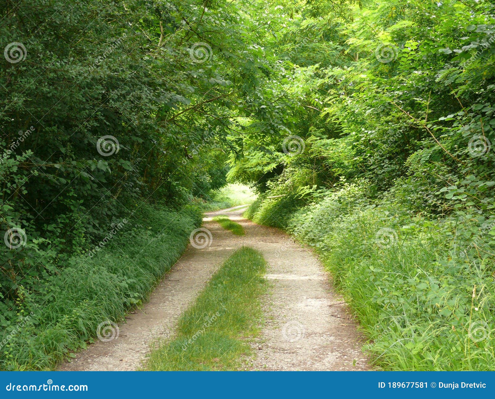 Track through green forest stock image. Image of foliage - 189677581