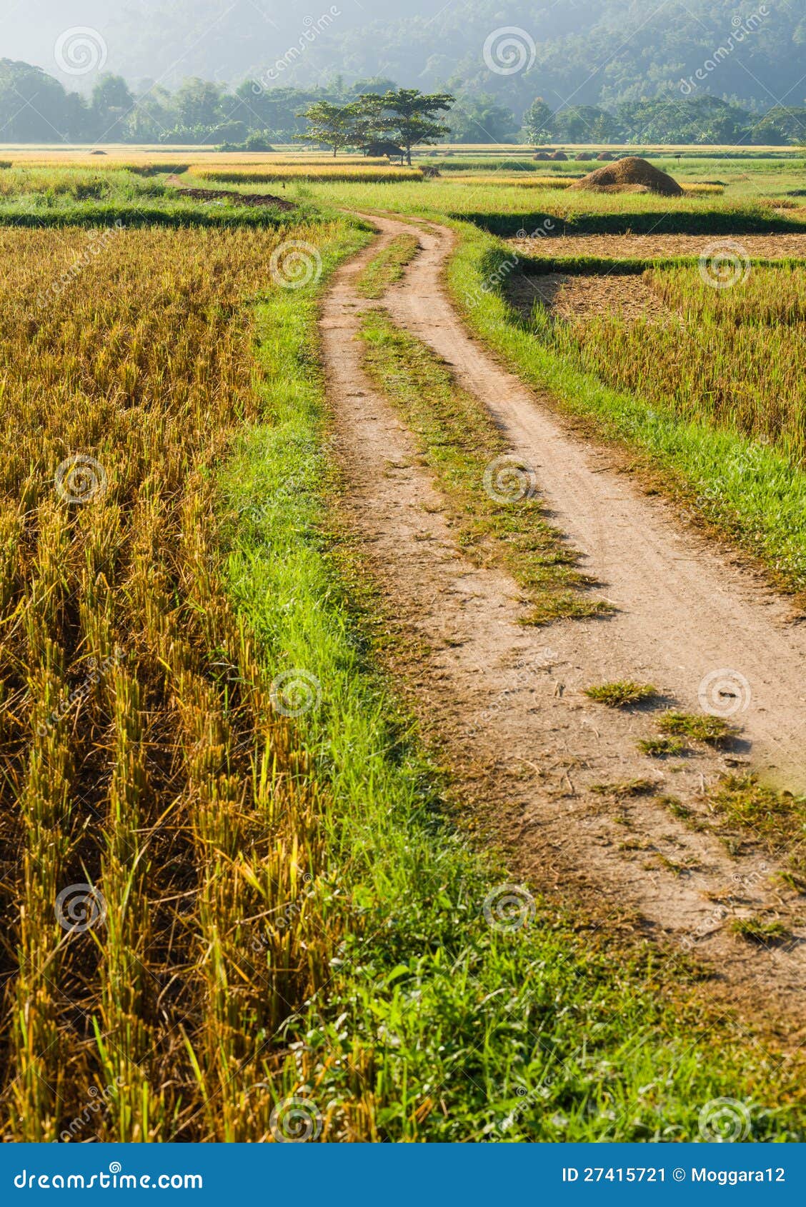 Track road to rice field stock image. Image of lonely - 27415721