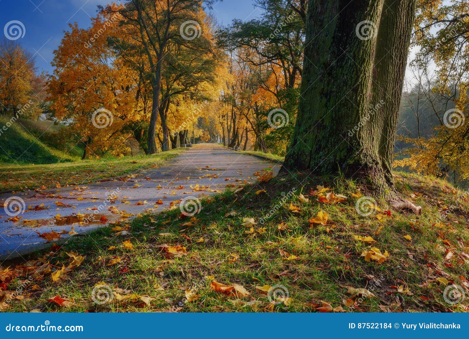 Track for Running in Autumn Leaves Stock Photo - Image of leafs, trees ...