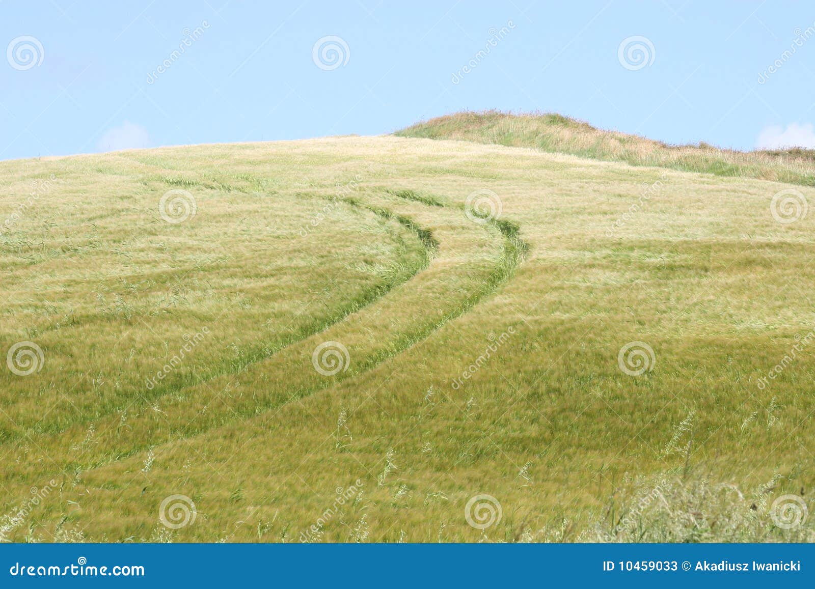 Track in the rye field stock image. Image of plant, ireland - 10459033