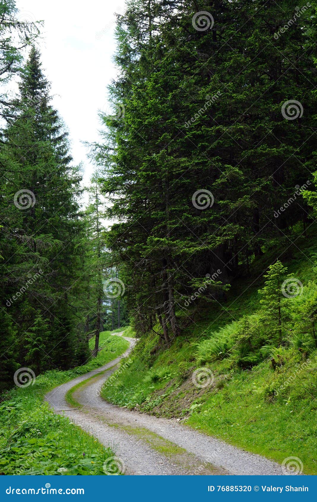 Track on the slope stock photo. Image of woods, flower - 76885320