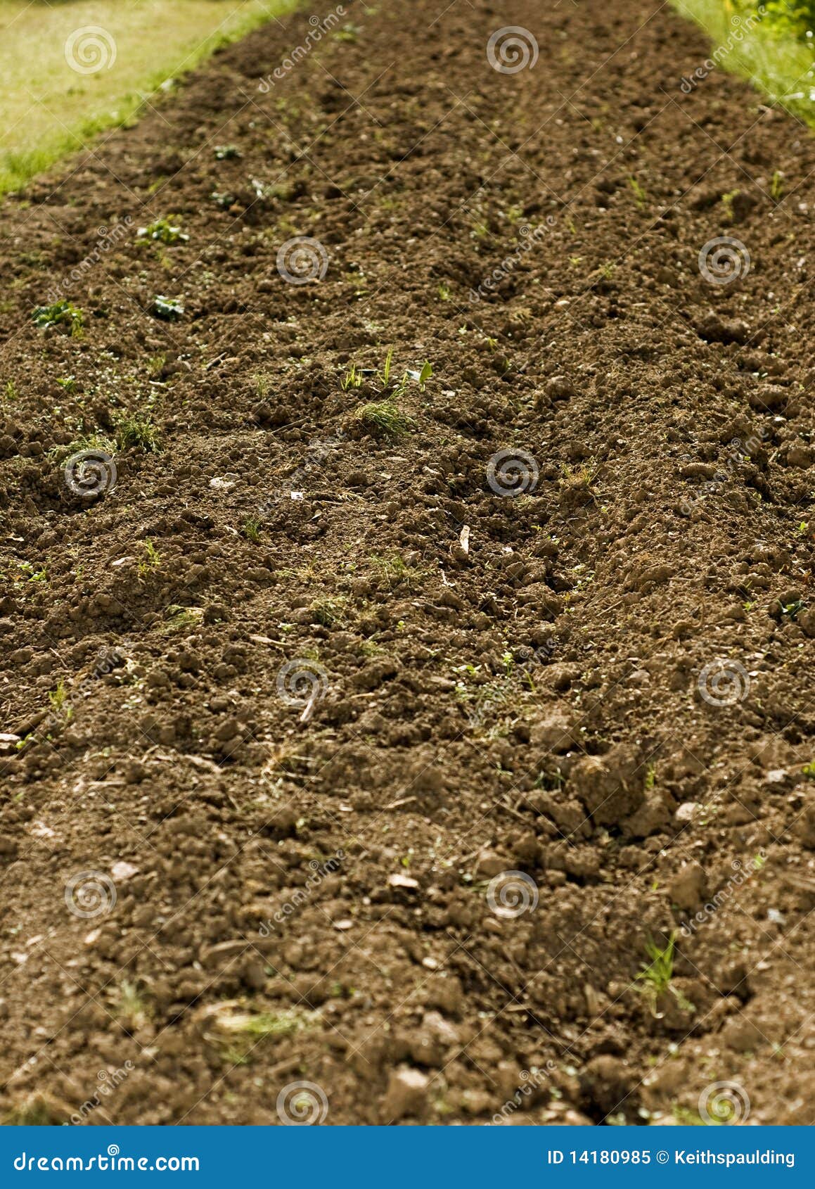 Track of soil stock image. Image of seedling, foliage - 14180985