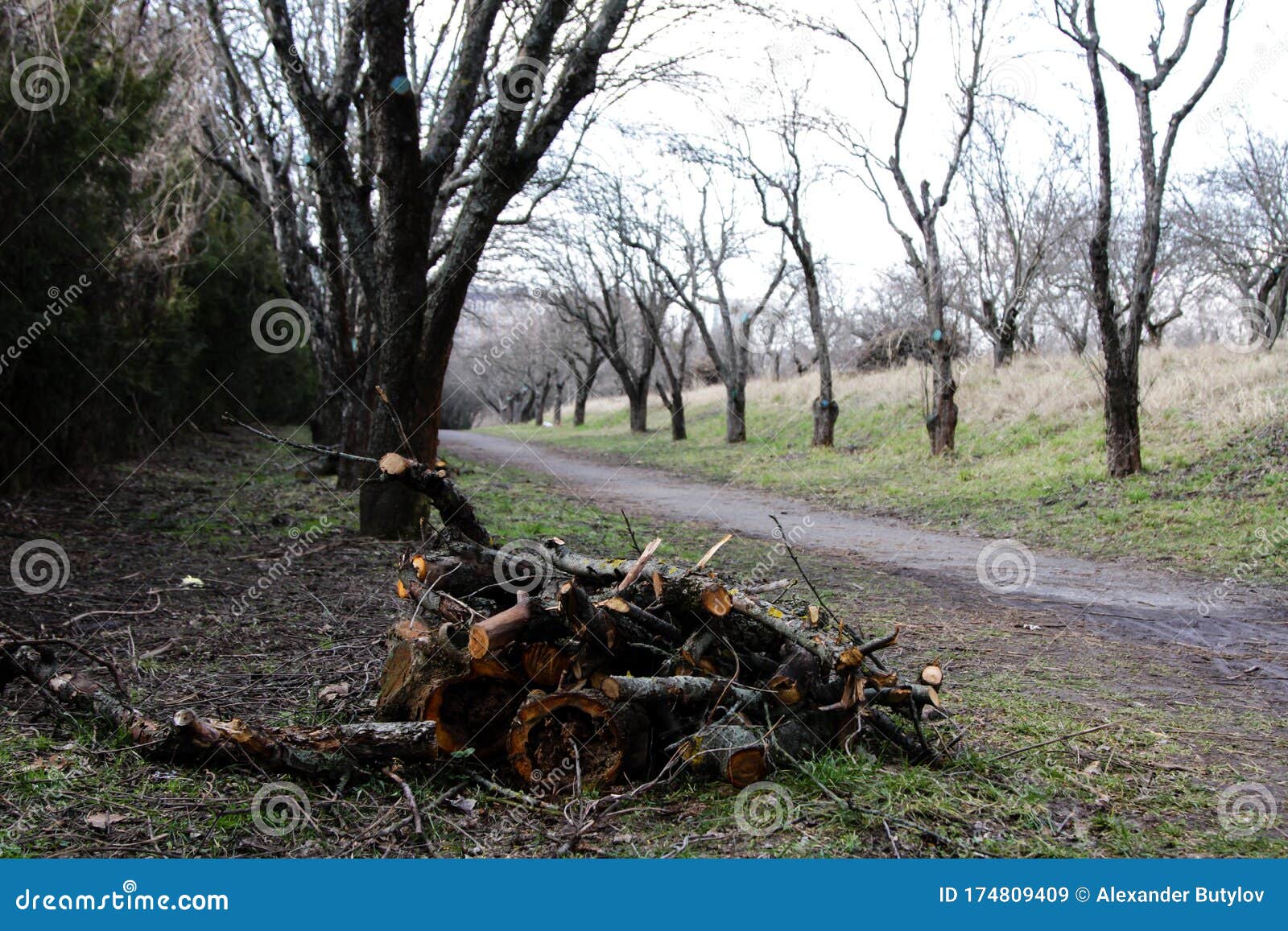 The Track in the Spring Fruit Garden Stock Image - Image of road ...