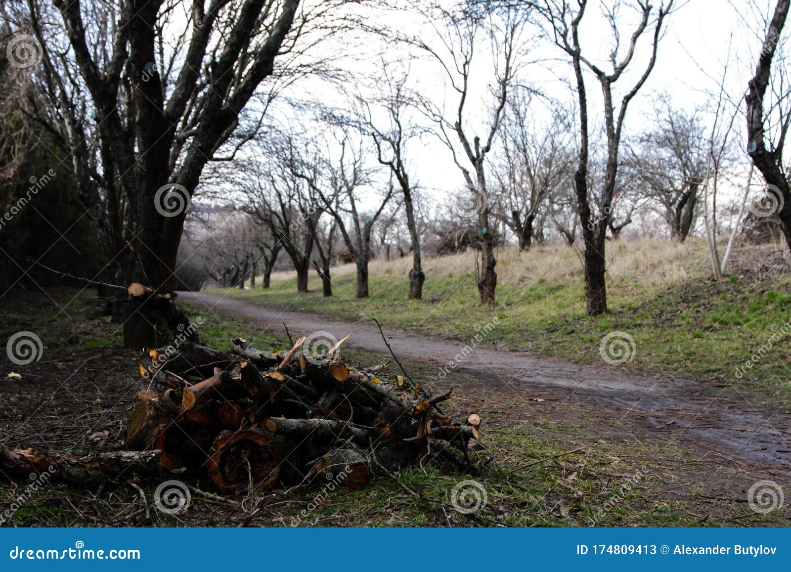 The Track in the Spring Fruit Garden Stock Image - Image of countryside ...