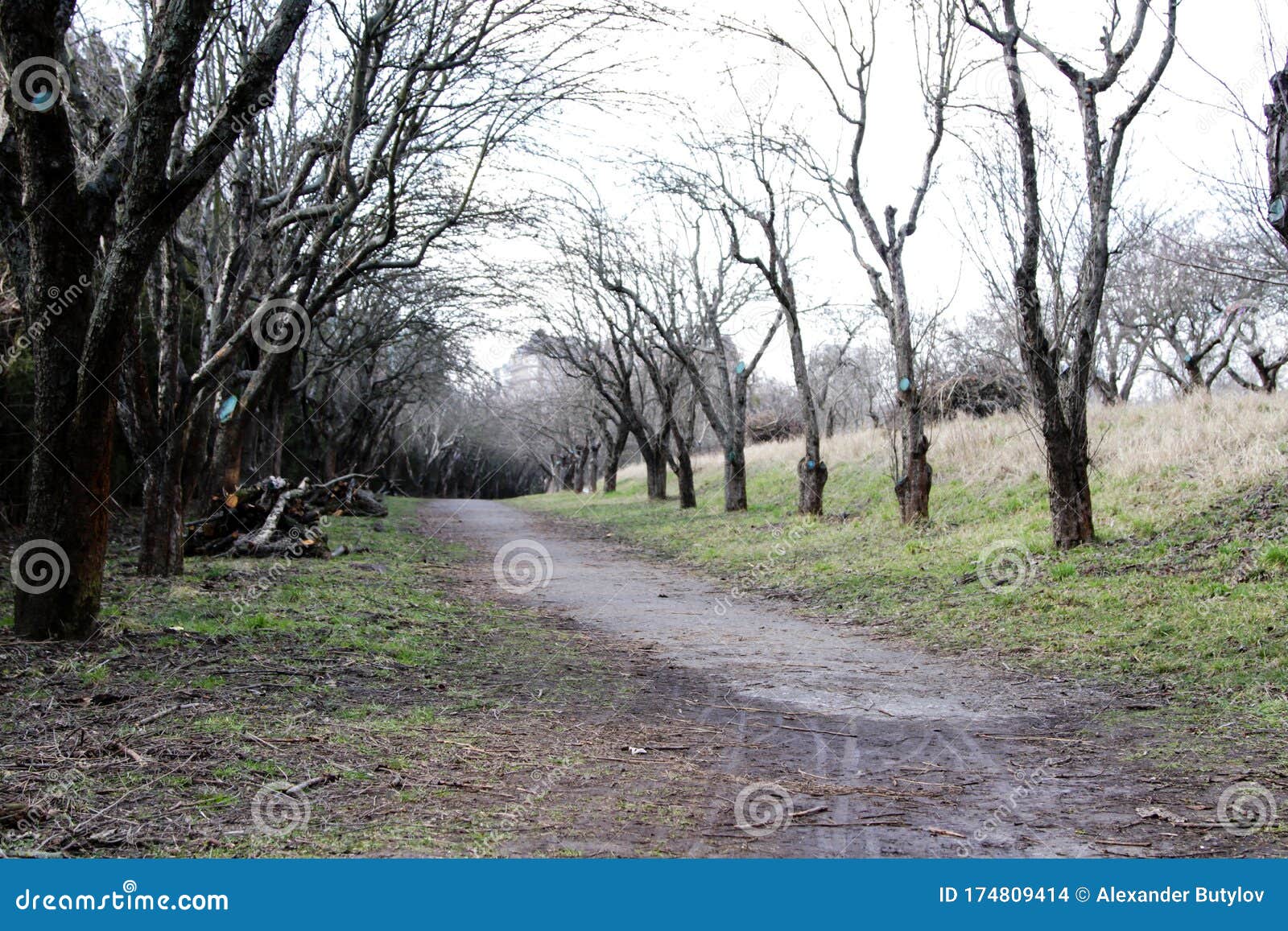 The Track in the Spring Fruit Garden Stock Photo - Image of field ...
