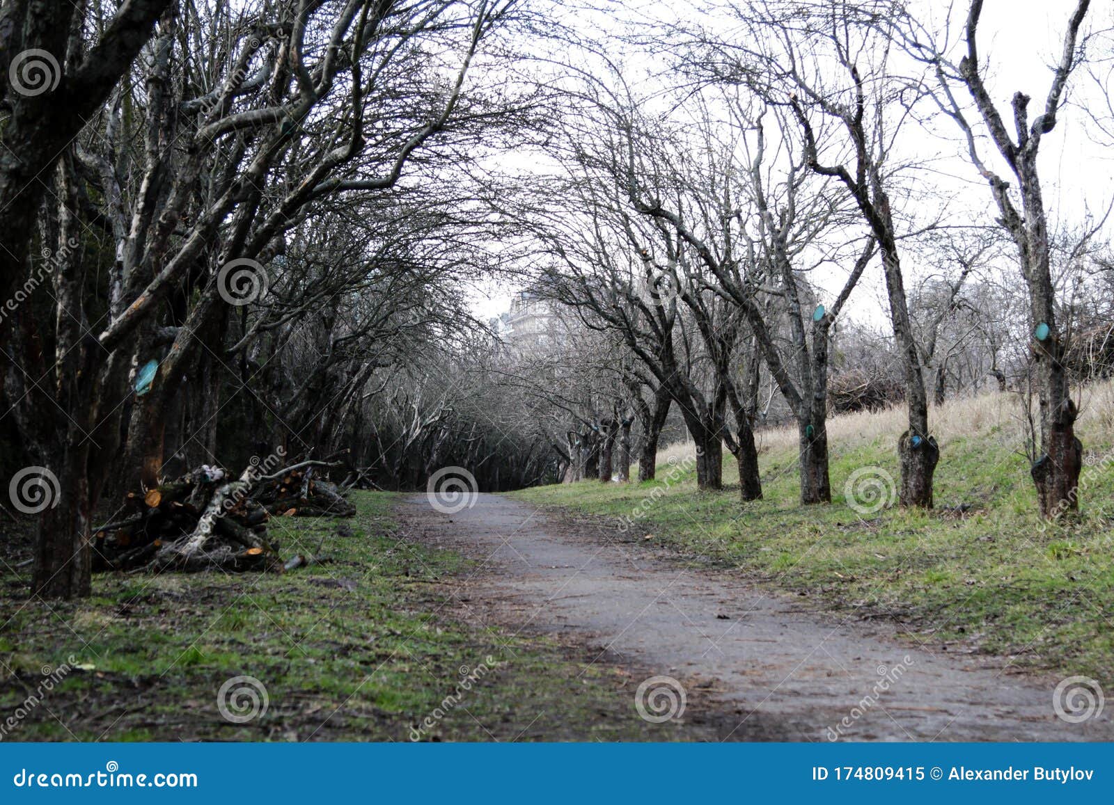 The Track in the Spring Fruit Garden Stock Image - Image of spring ...
