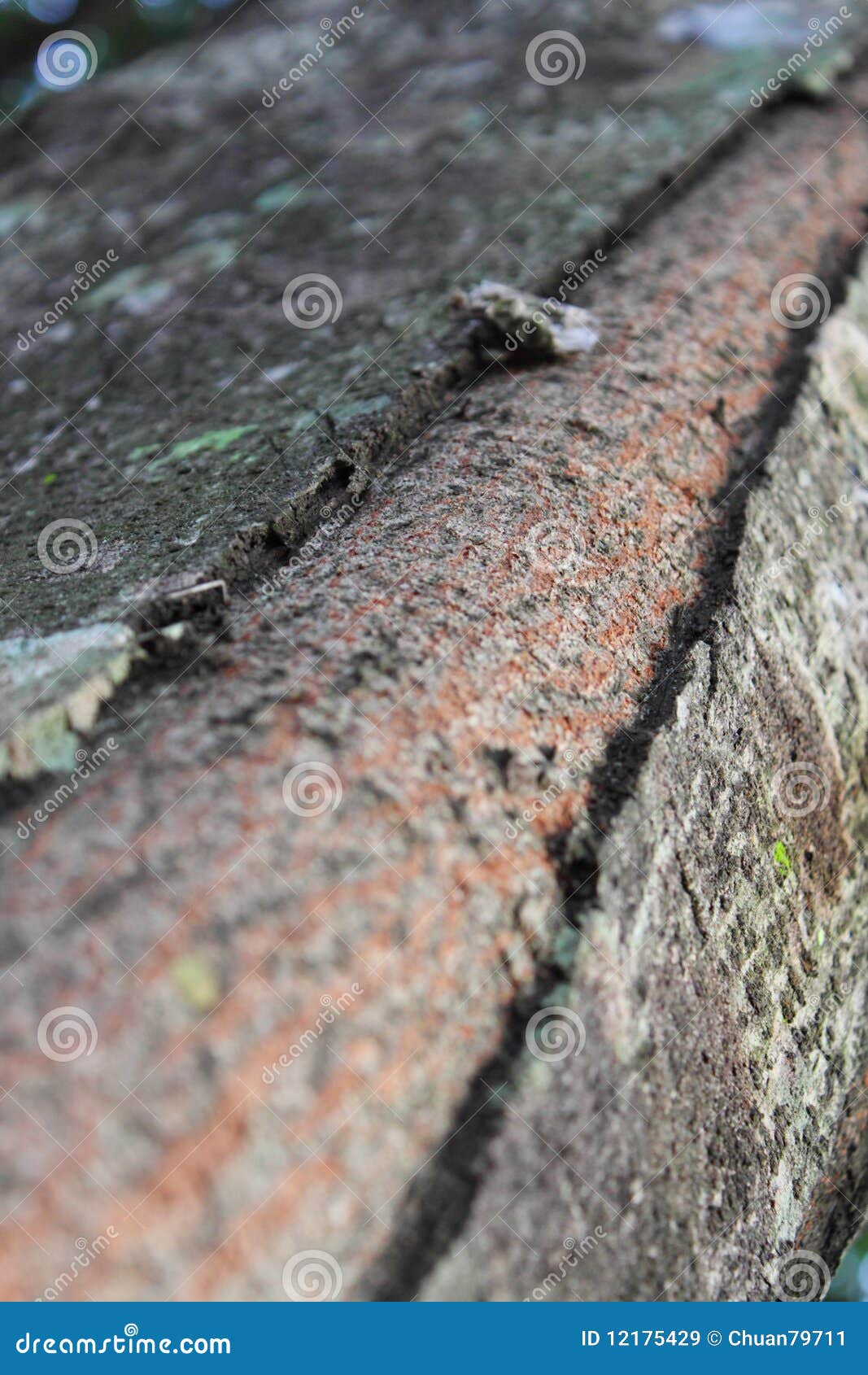 A track of tree stock image. Image of bark, tree, distance - 12175429