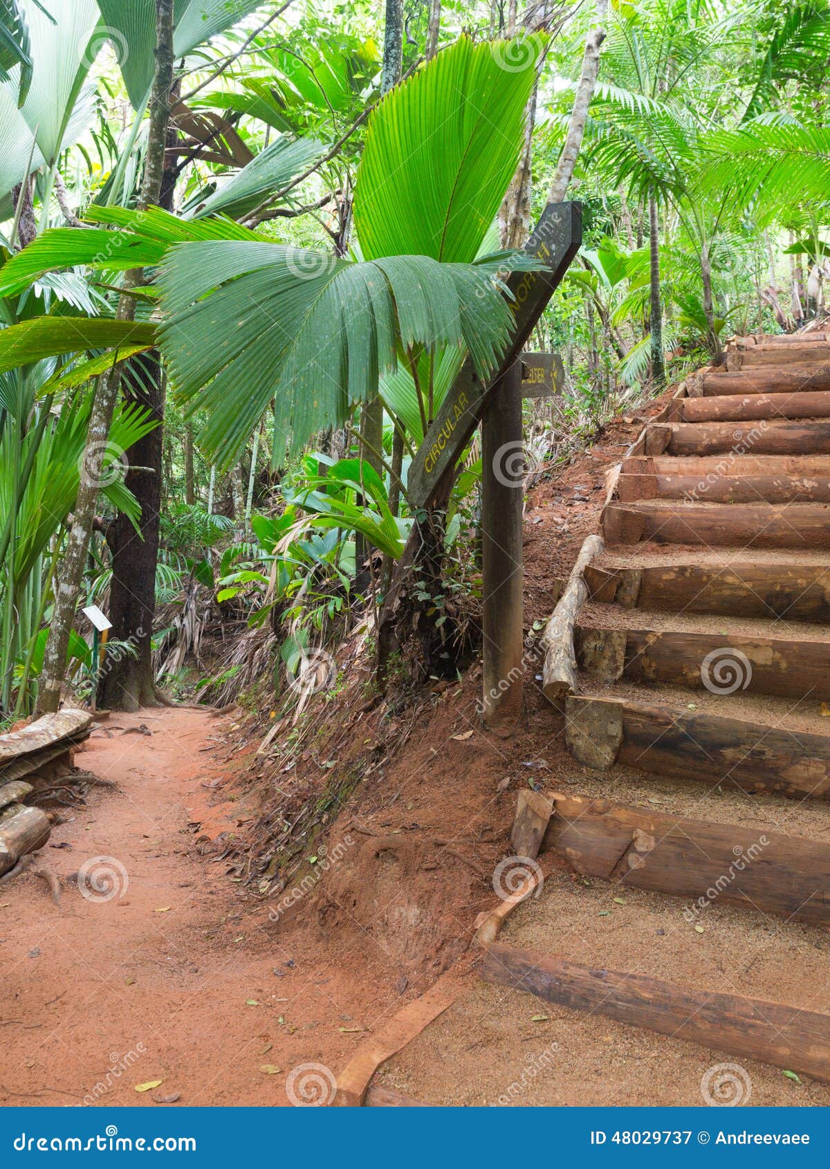 Track in a tropical park stock image. Image of forest - 48029737