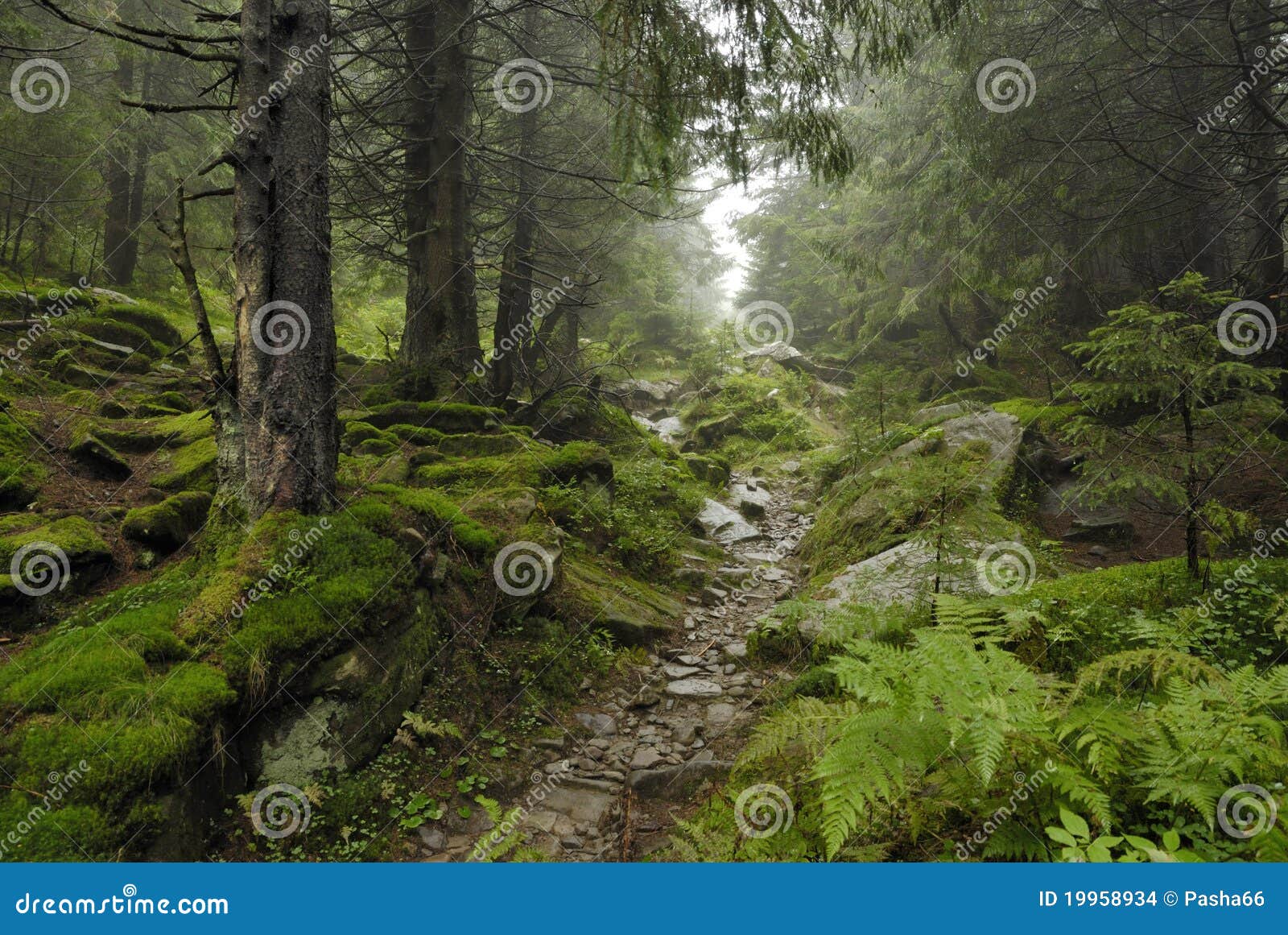 Track in wilde forest stock photo. Image of green, forest - 19958934
