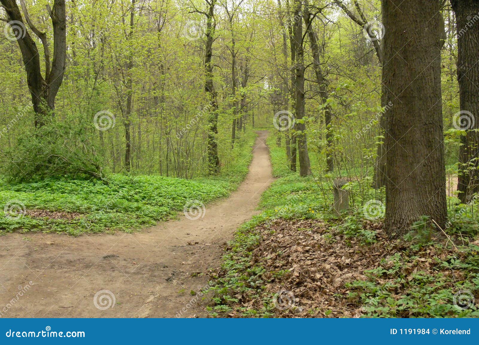 Track in a wood stock photo. Image of foliage, tree, footpath - 1191984