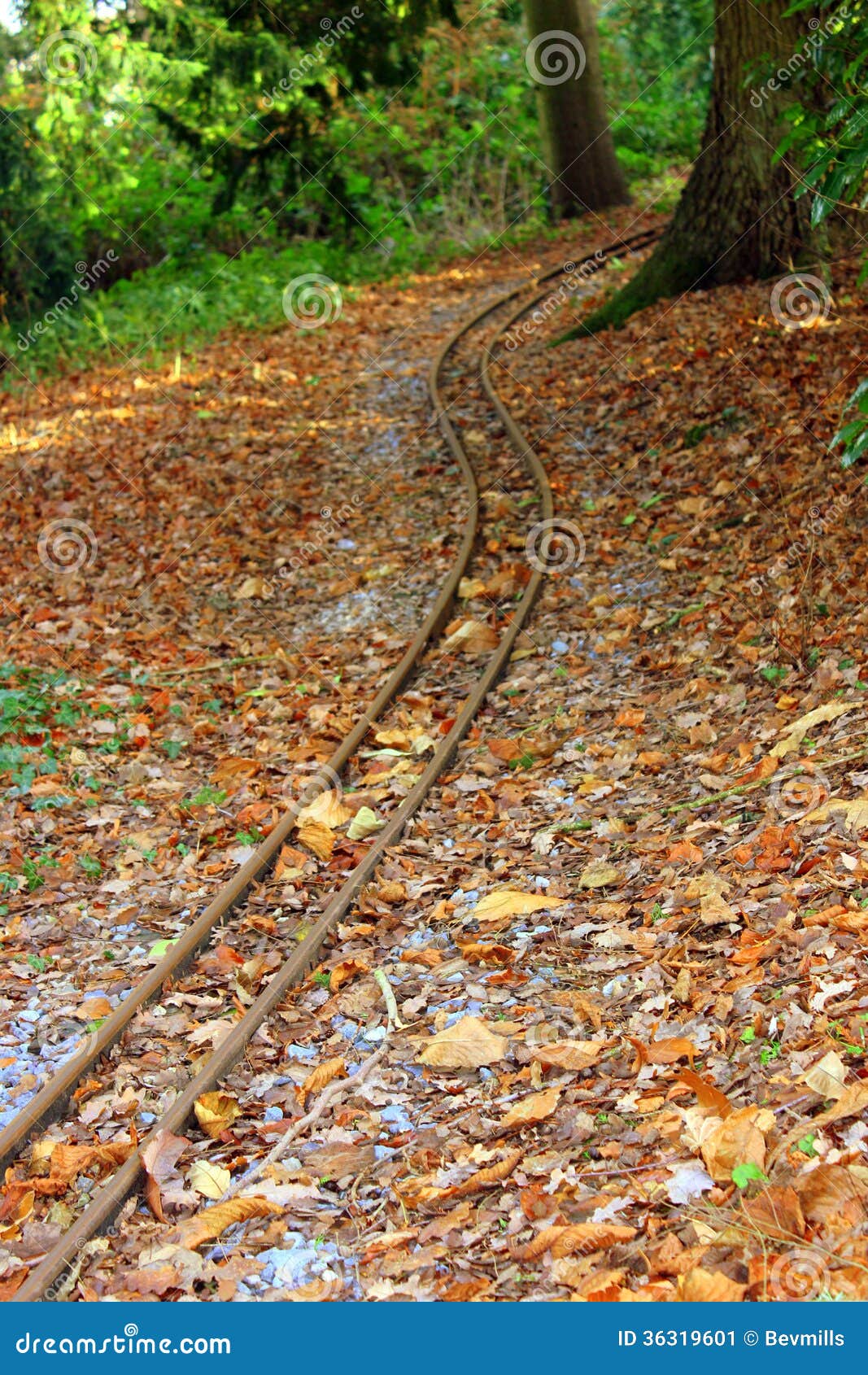 Track in the Woods stock image. Image of trees, autumn - 36319601