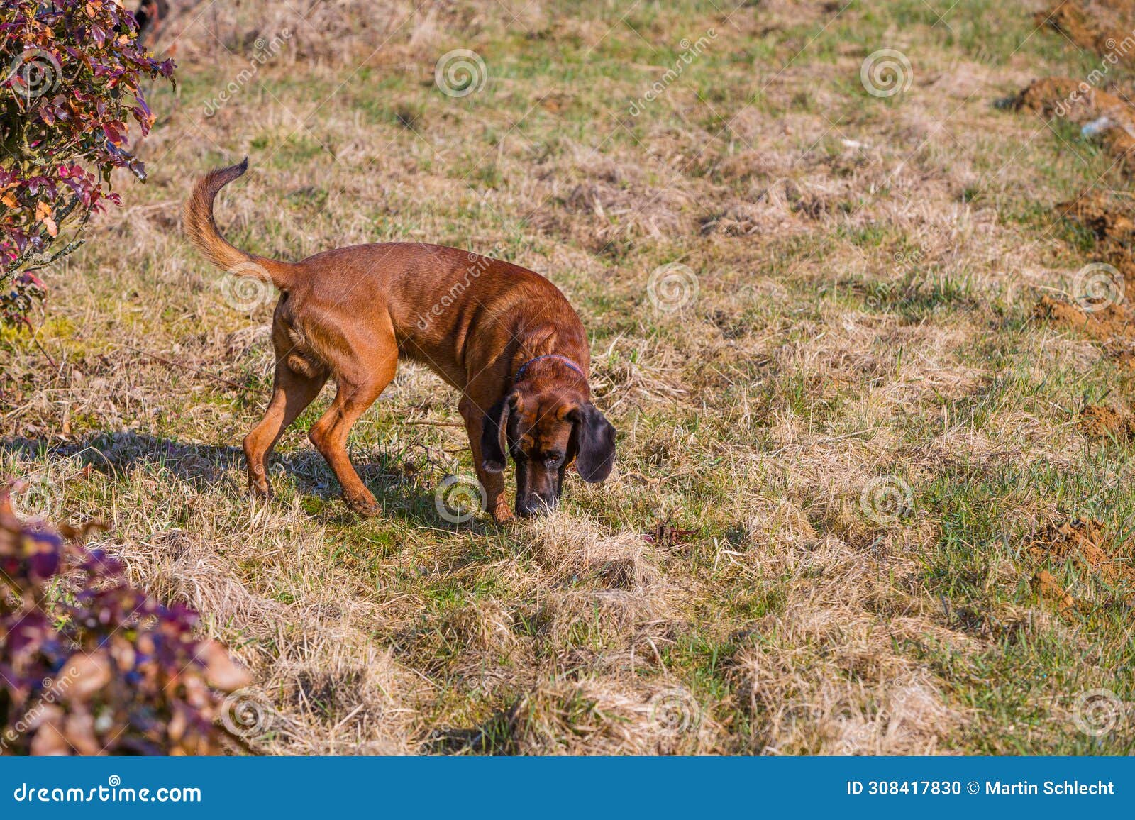 Tracker Dog Following a Track on a Meadow Stock Photo - Image of ...