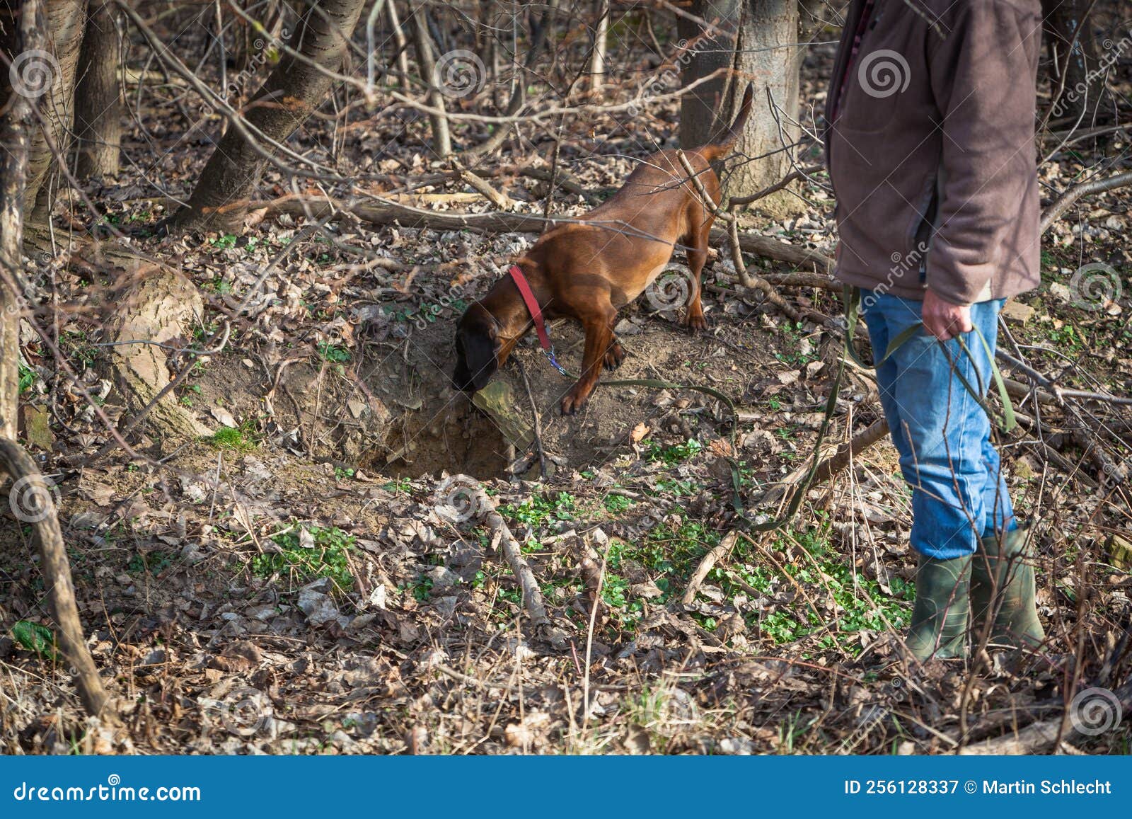 Tracker dog searching stock image. Image of brown, animal - 256128337