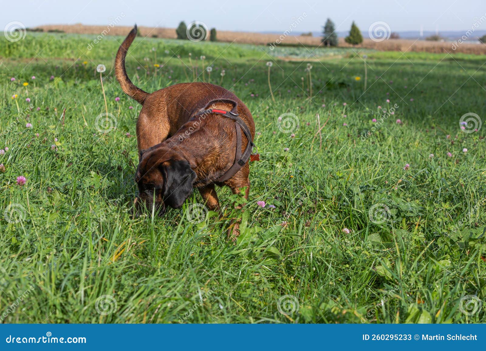 Tracker Dog Sniffing on the Ground Stock Image - Image of tracker ...