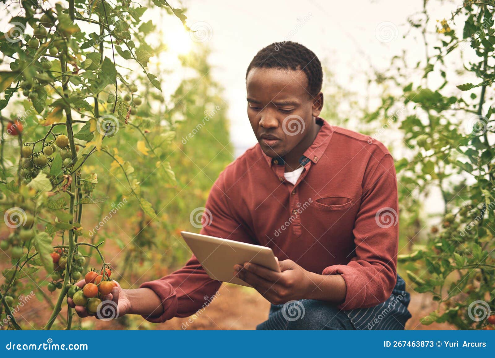 Tracking His Crops with Technology. a Handsome Young Male Farmer Using ...
