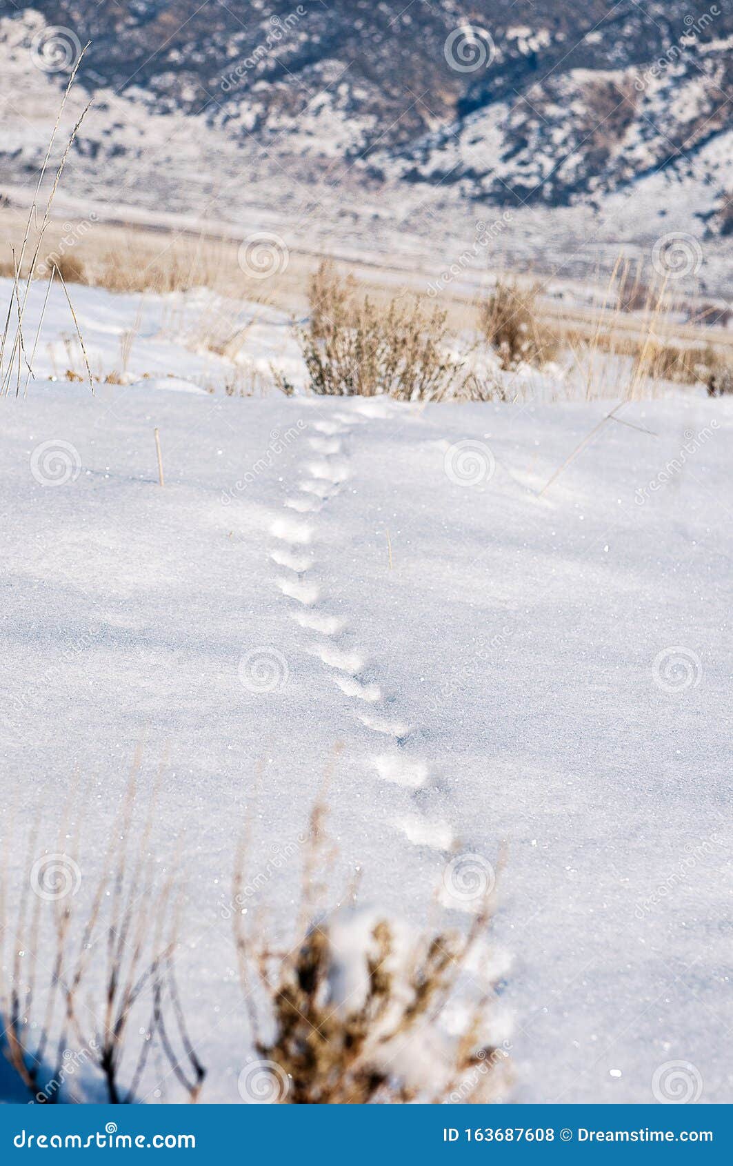 Tracking Pheasant Tracks in the Mountain Snow Stock Photo - Image of ...